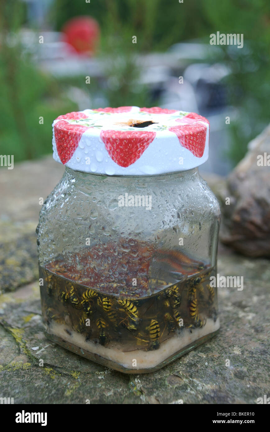 Rain covered jar used to trap wasps during a wet summer, Devon, UK ...