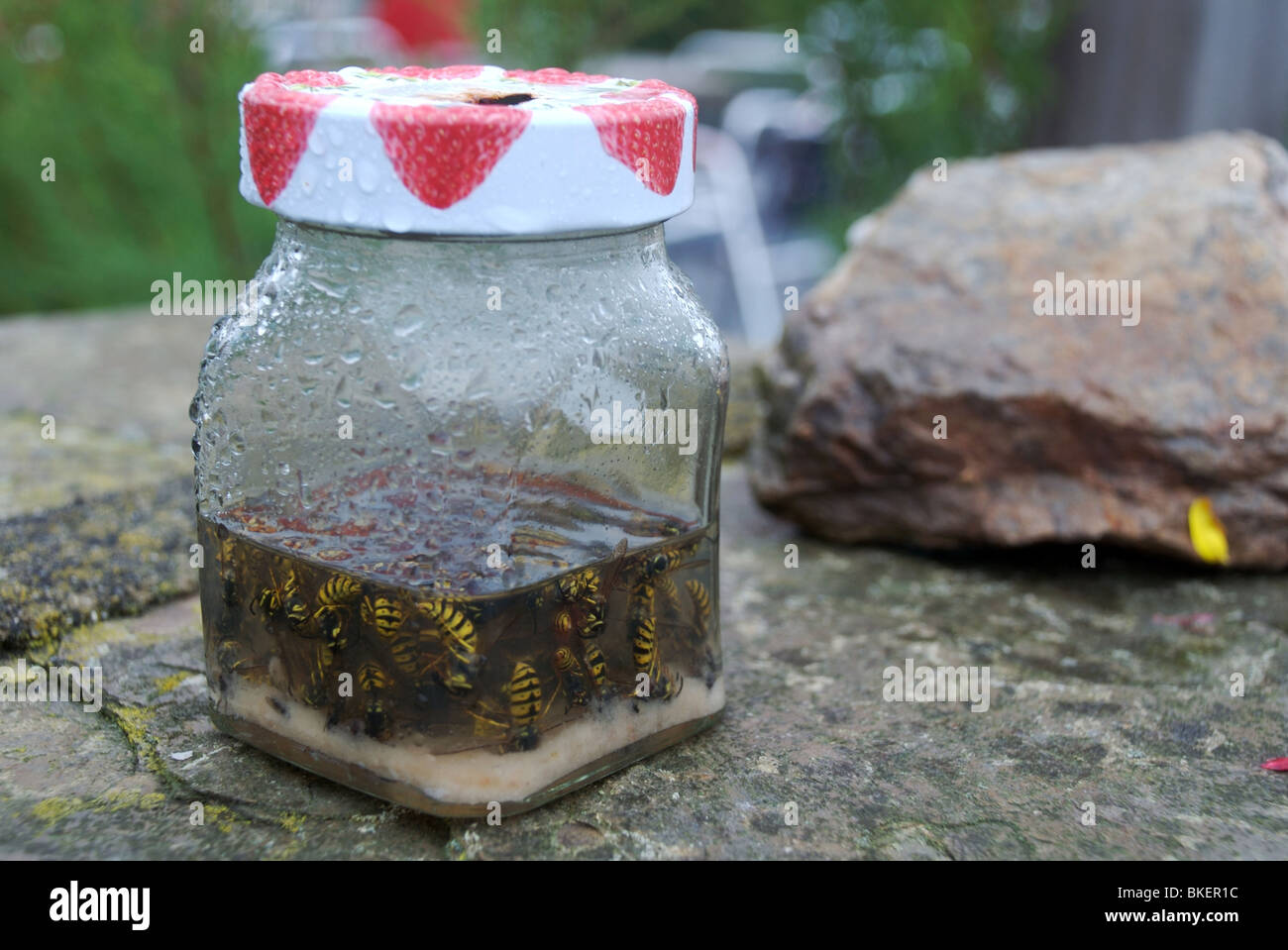 Wasp trap hi-res stock photography and images - Alamy