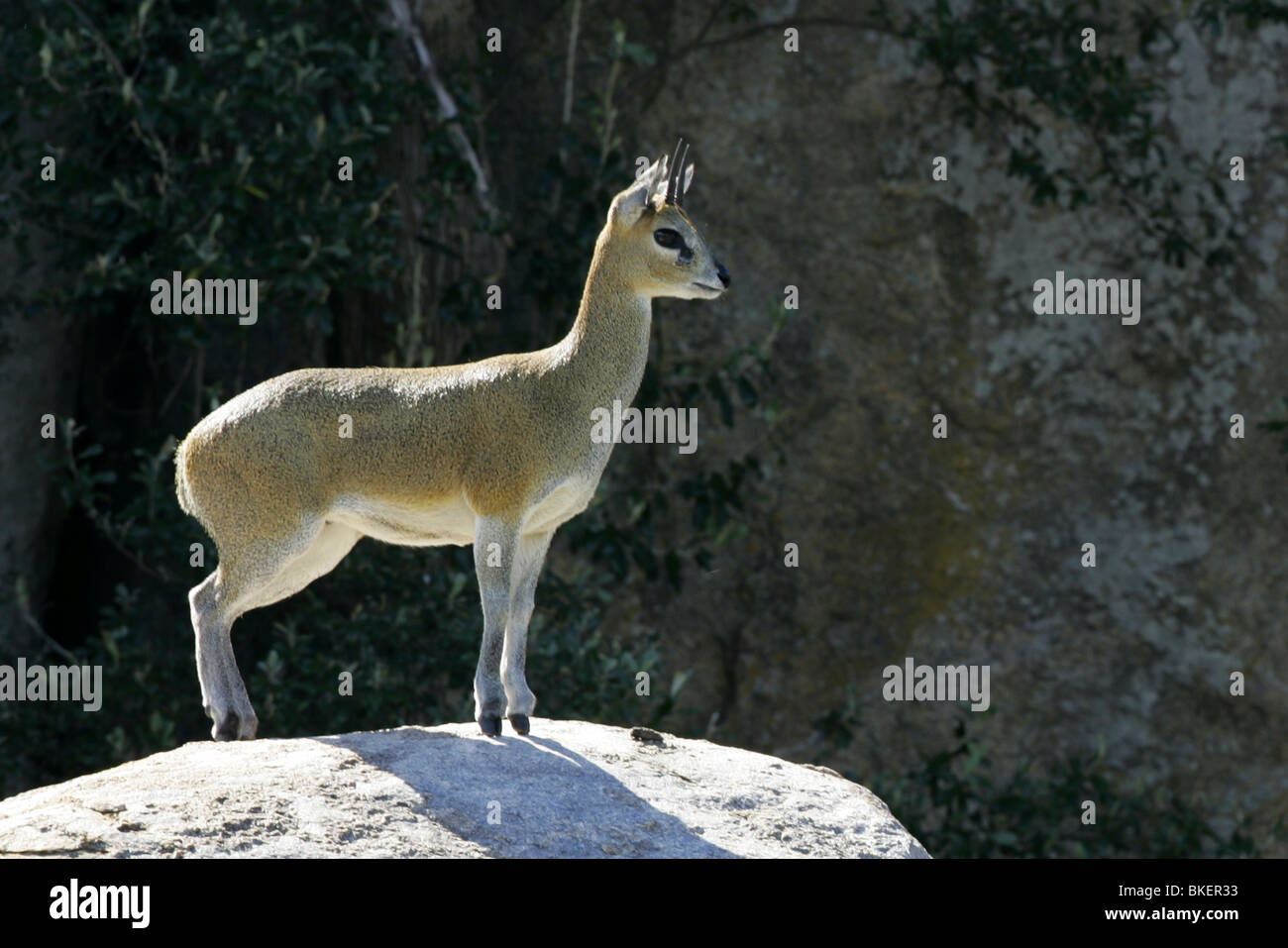 Klipspringer hi-res stock photography and images - Alamy