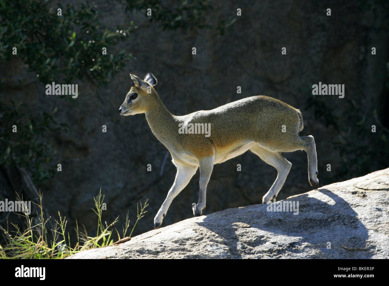 Klipspringer antelope hi-res stock photography and images - Alamy