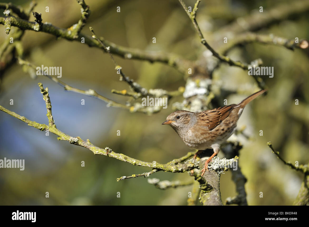 Dunnock in a tree in winter Stock Photo - Alamy