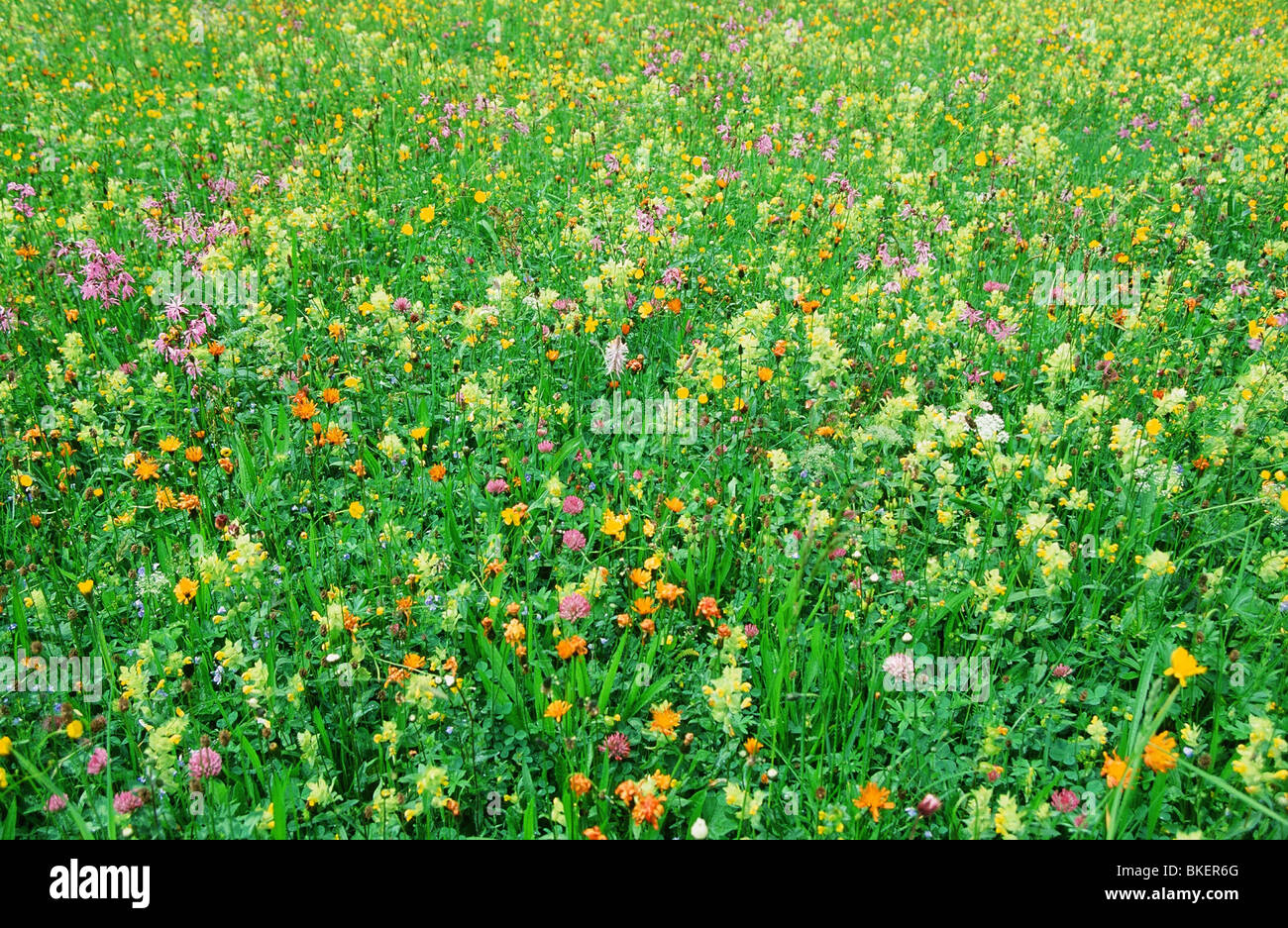 Wildflowers in Austria Stock Photo - Alamy