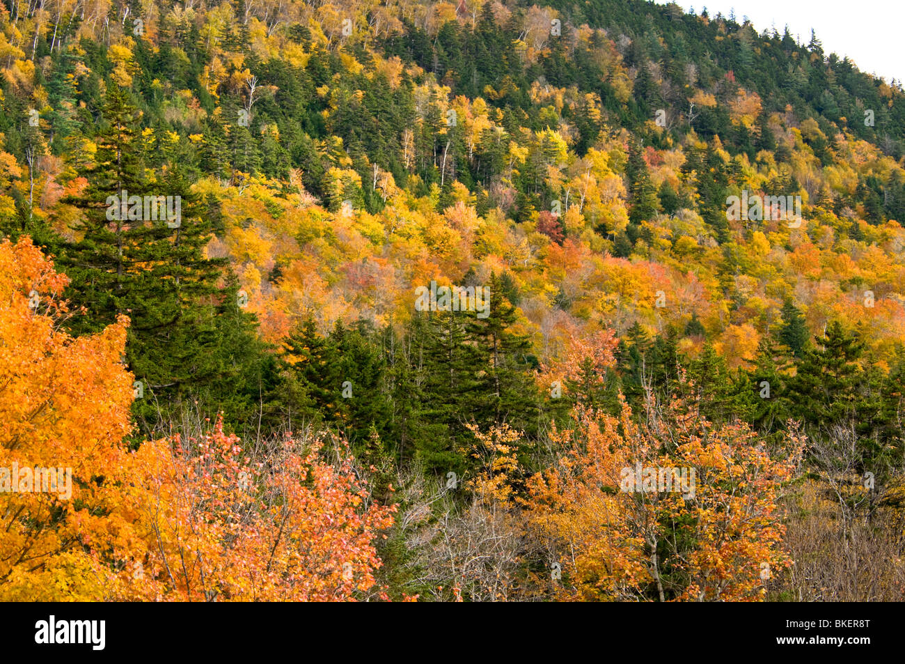 Fall Foliage, Autumn Fall,Colors,Colour,Colours,Bear Notch Road ...