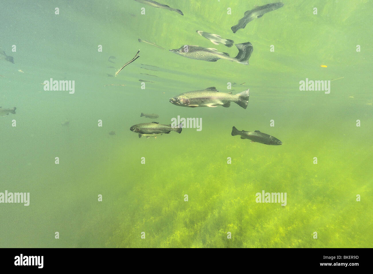School of Rainbow trouts in a pond in Belgium Stock Photo - Alamy