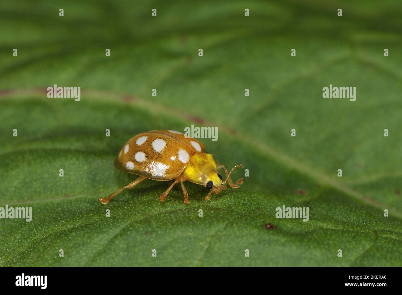 Cream spotted lady beetle hi-res stock photography and images - Alamy