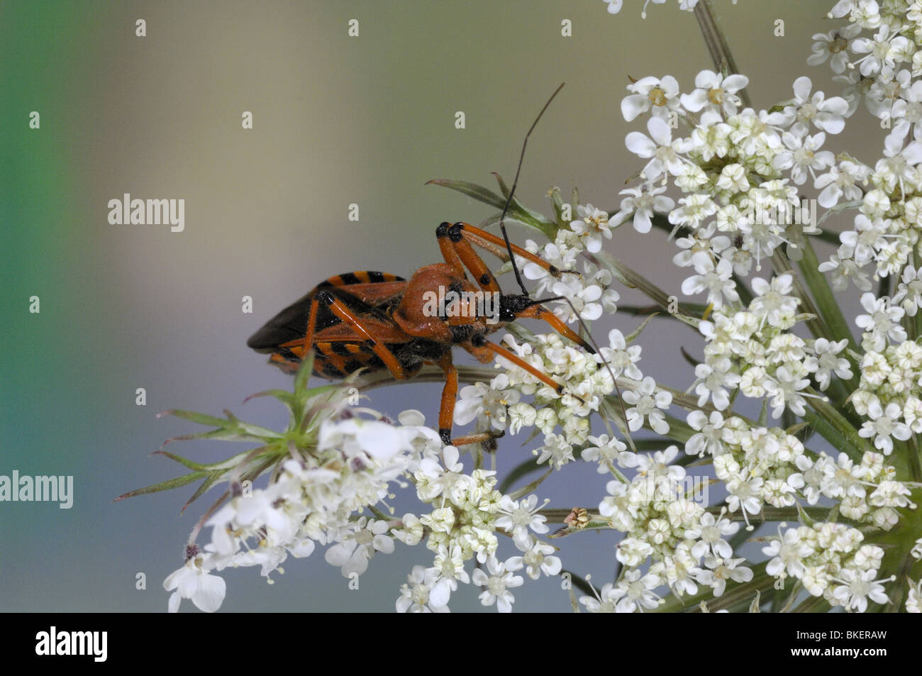 Red assassin bug on umbel in Provence France Stock Photo - Alamy