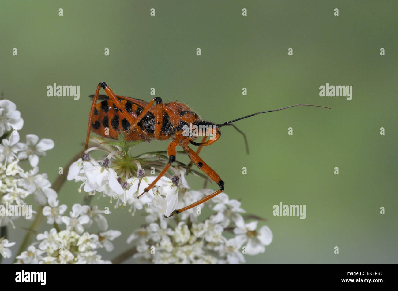 Masked assassin bug hi-res stock photography and images - Alamy