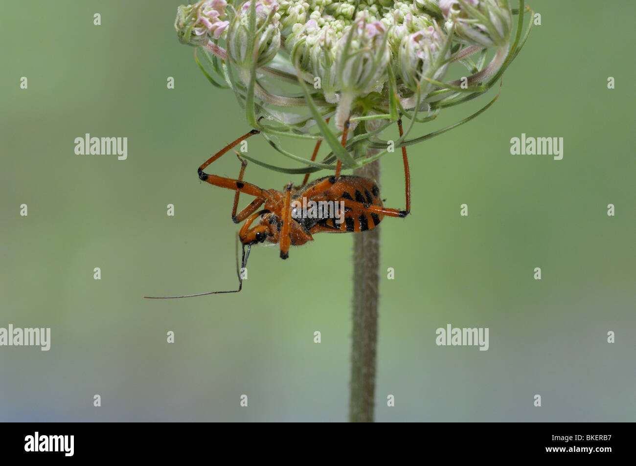 Red assassin bug on umbel in Provence France Stock Photo - Alamy