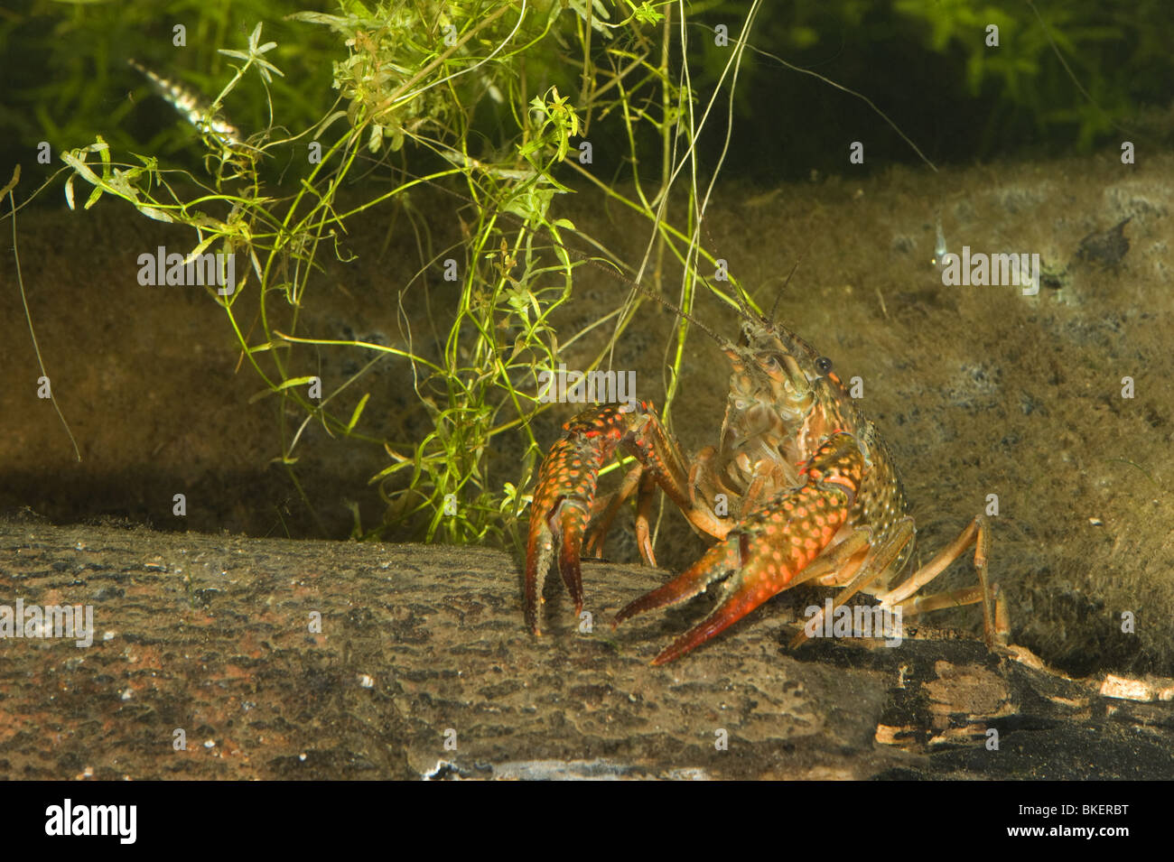 Red swamp crayfish hi-res stock photography and images - Alamy