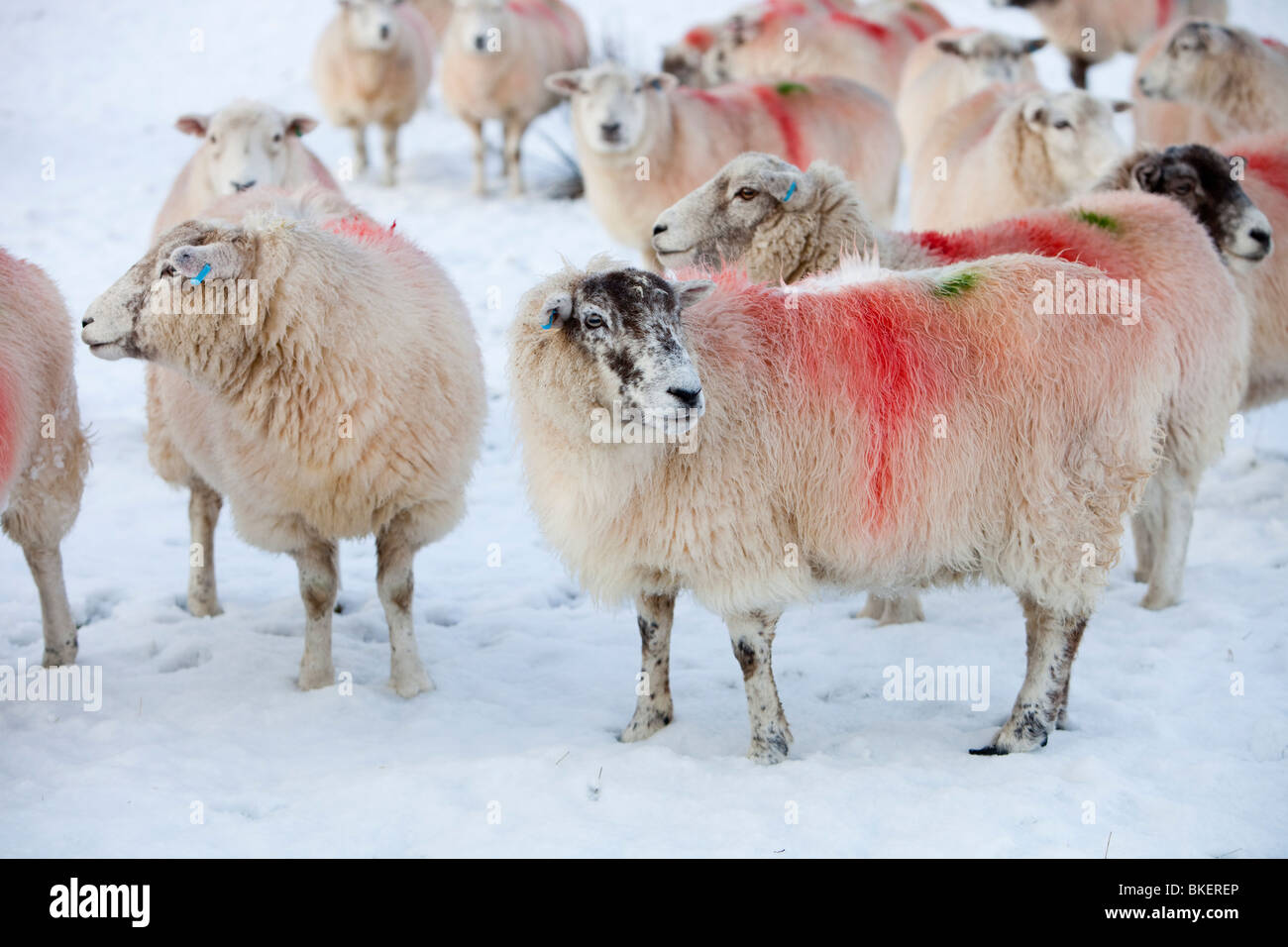 Sheep in a field in Grasmere in the Lake District National Park UK in ...
