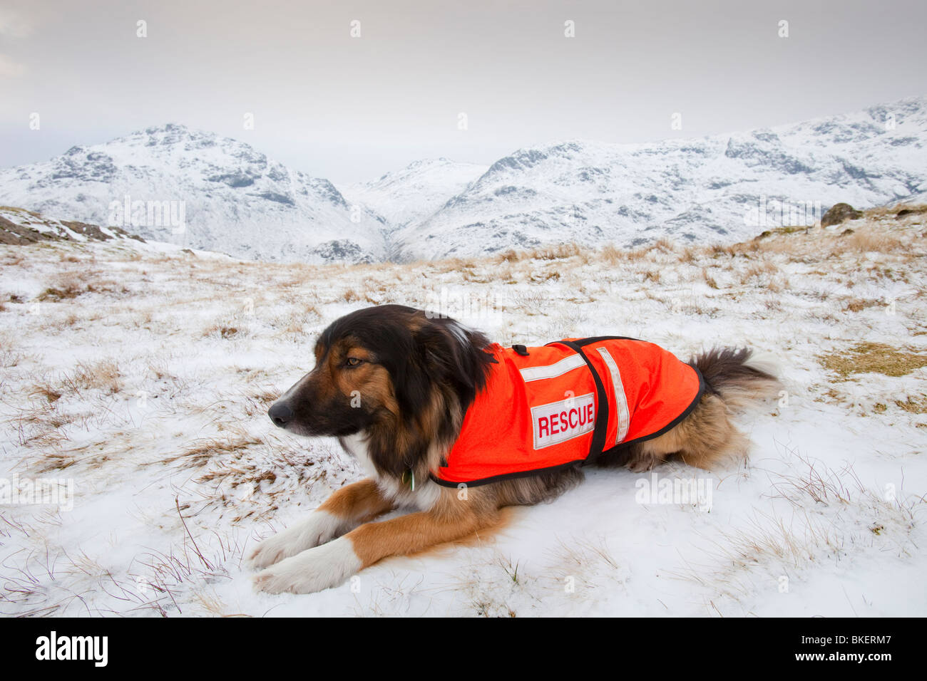 Search And Rescue Dogs Snow