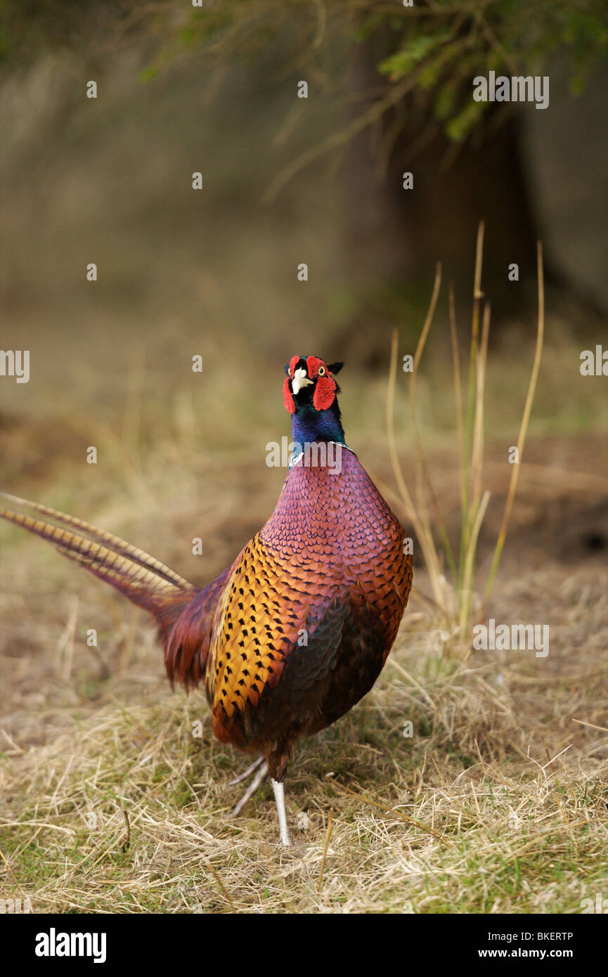 Pheasant walking close to woodland edge Stock Photo - Alamy