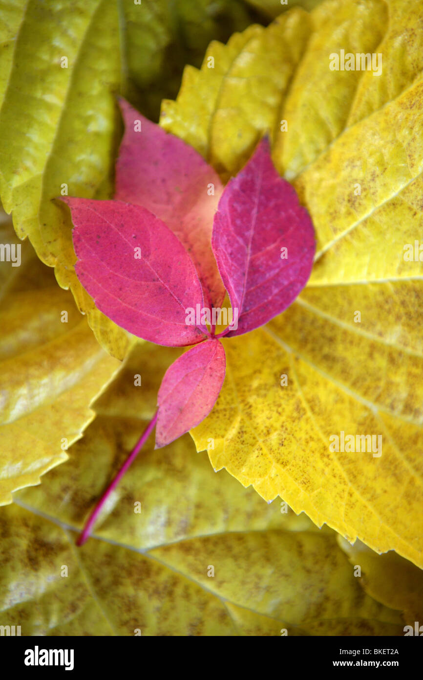 Leaves still of autumn leaves, dark wood background, fall classic ...
