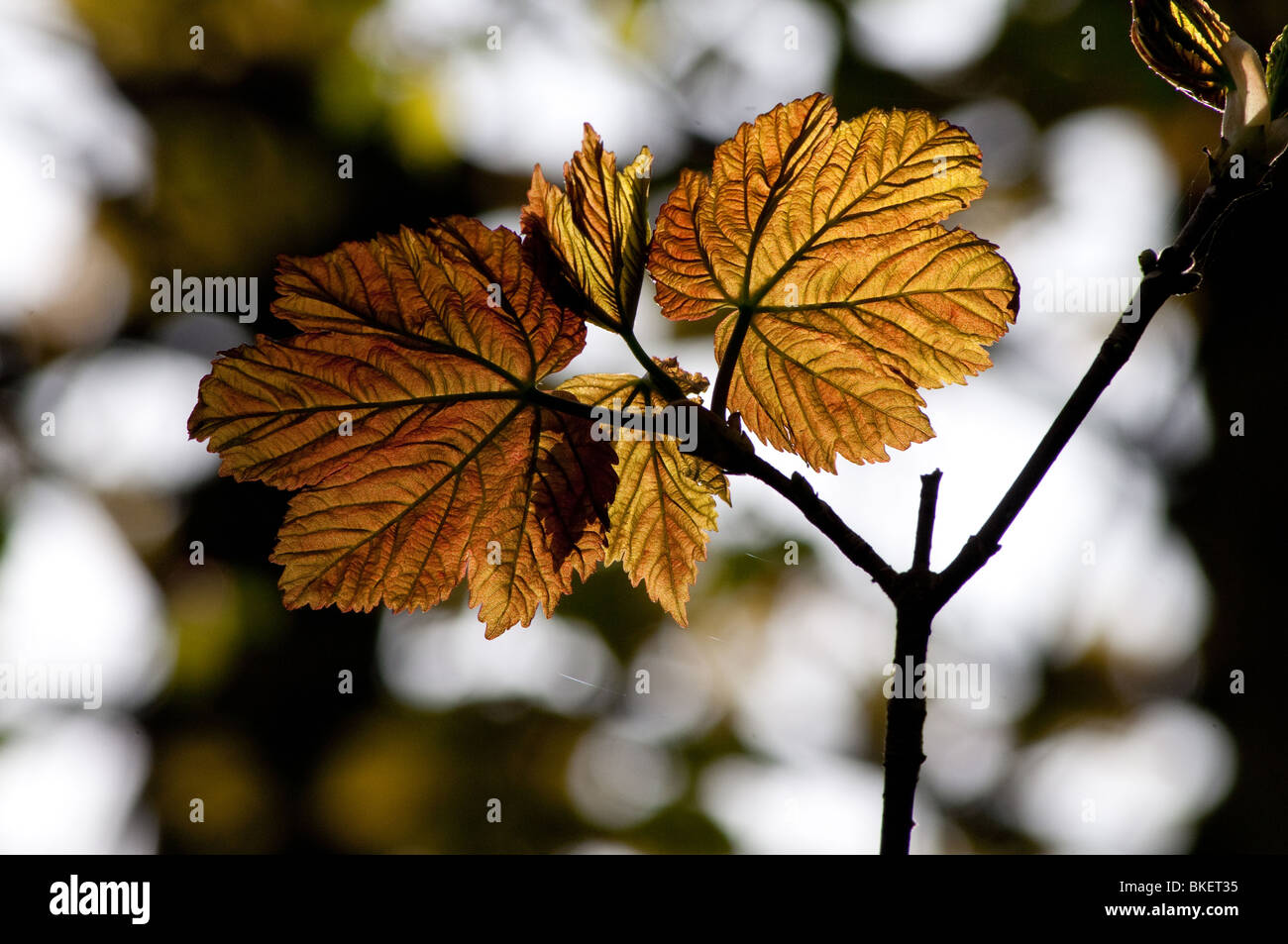 Hackfall woods hi-res stock photography and images - Alamy