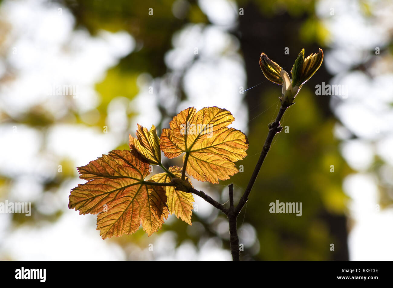 Hackfall woods hi-res stock photography and images - Alamy