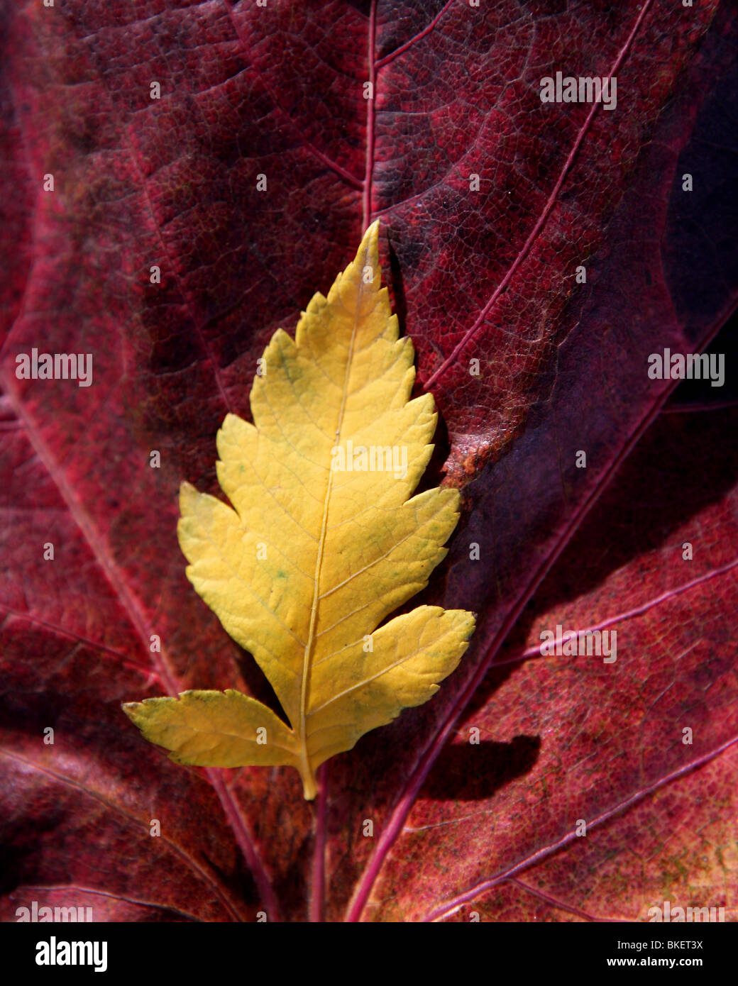Leaves still of autumn leaves, dark wood background, fall classic ...