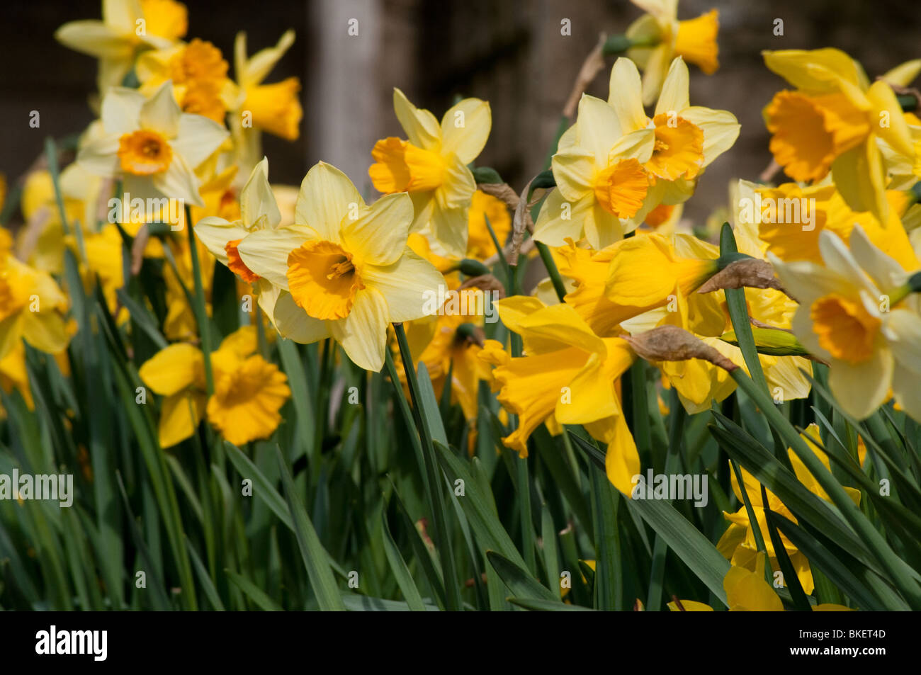 Hackfall woods hi-res stock photography and images - Alamy