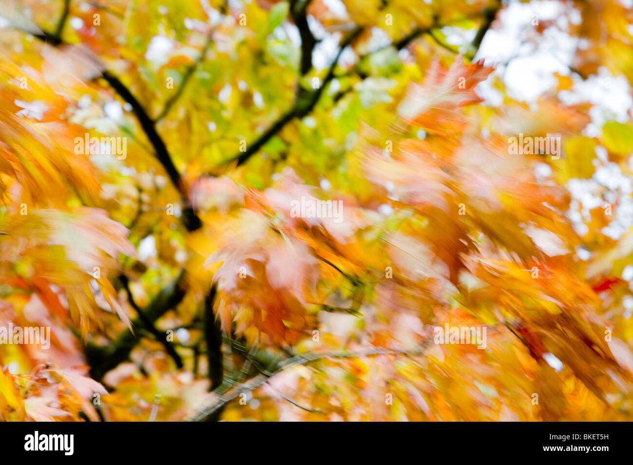 Strong wind tree blowing hi-res stock photography and images - Alamy