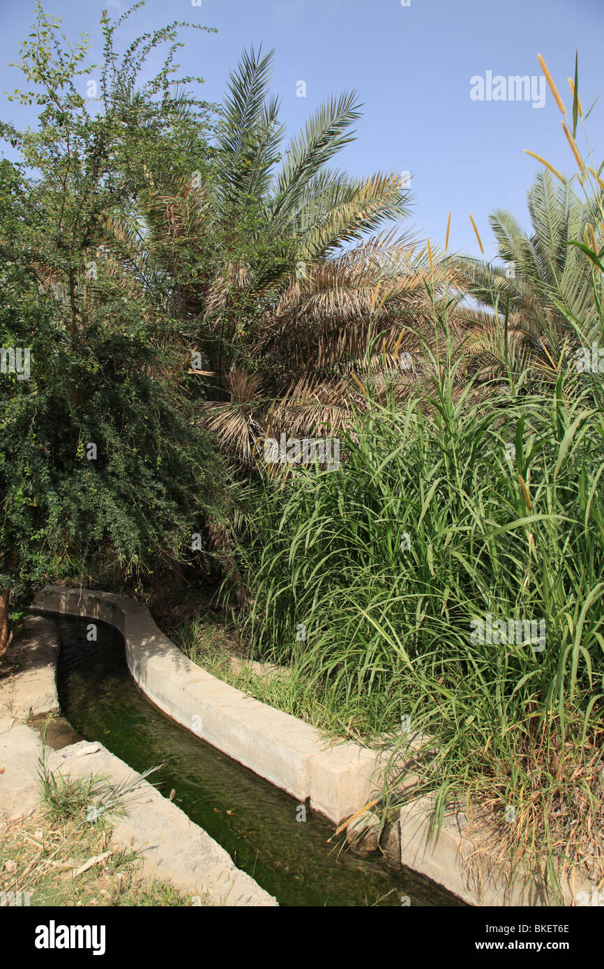 Traditional Omani Falaj water irrigation system and date palms in wadi ...