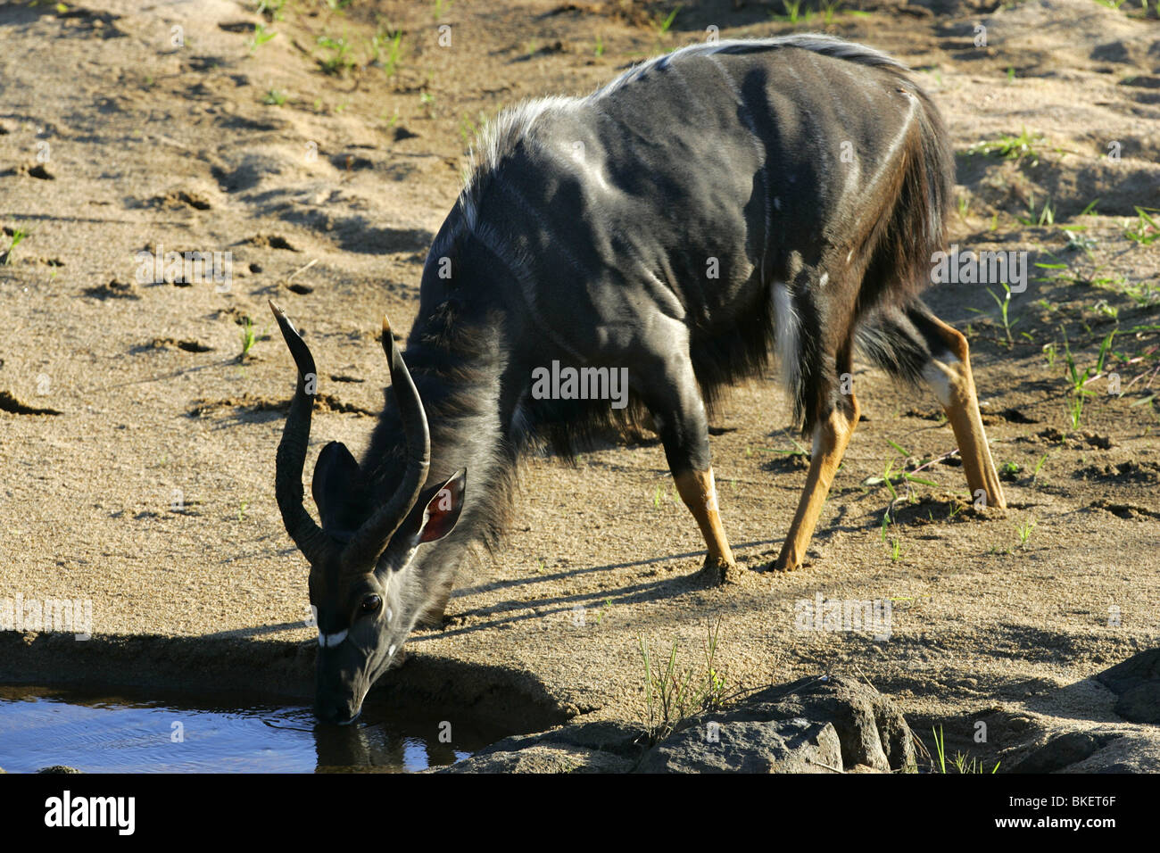 male Nyala antelope, Kruger Park, South Africa Stock Photo - Alamy