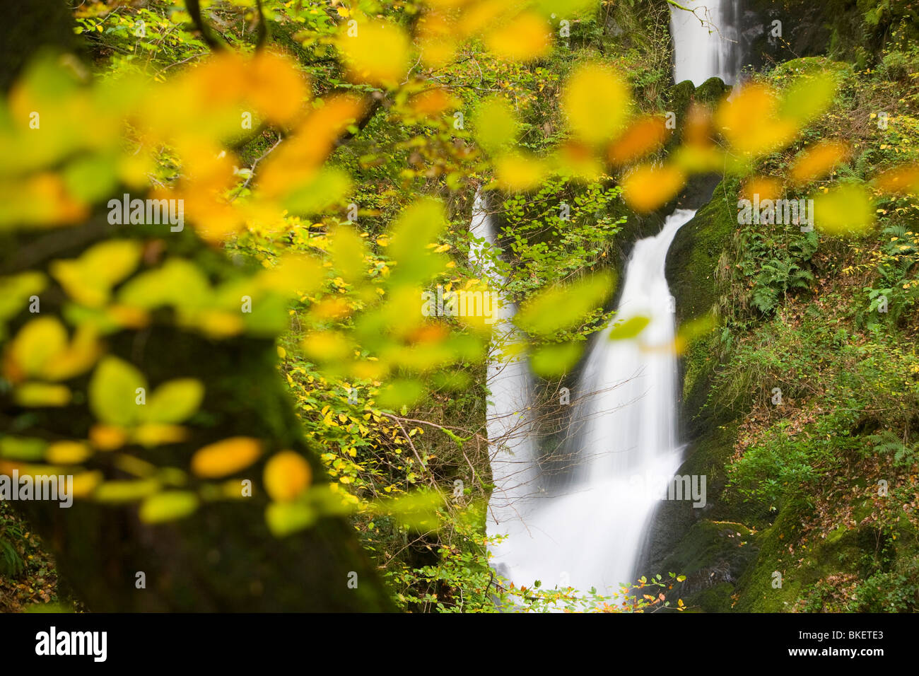Stock Ghyll waterfall and surrounding woodland in autumn colours in ...