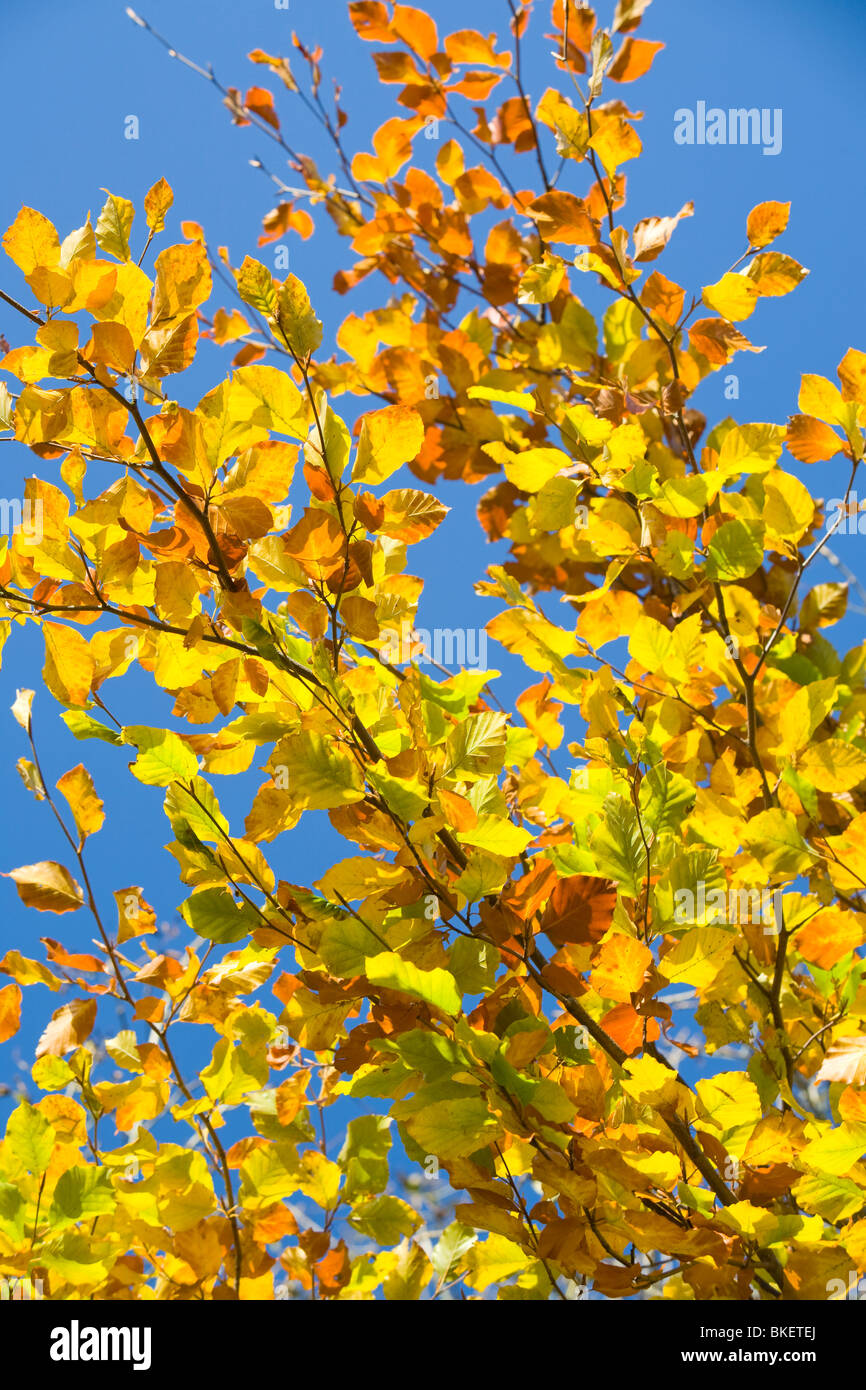 Beech leaf leaves autumn colour yellow hi-res stock photography and ...