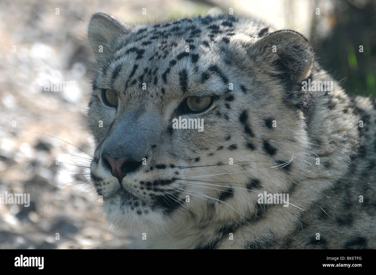 Female snow leopard (head shot Stock Photo - Alamy
