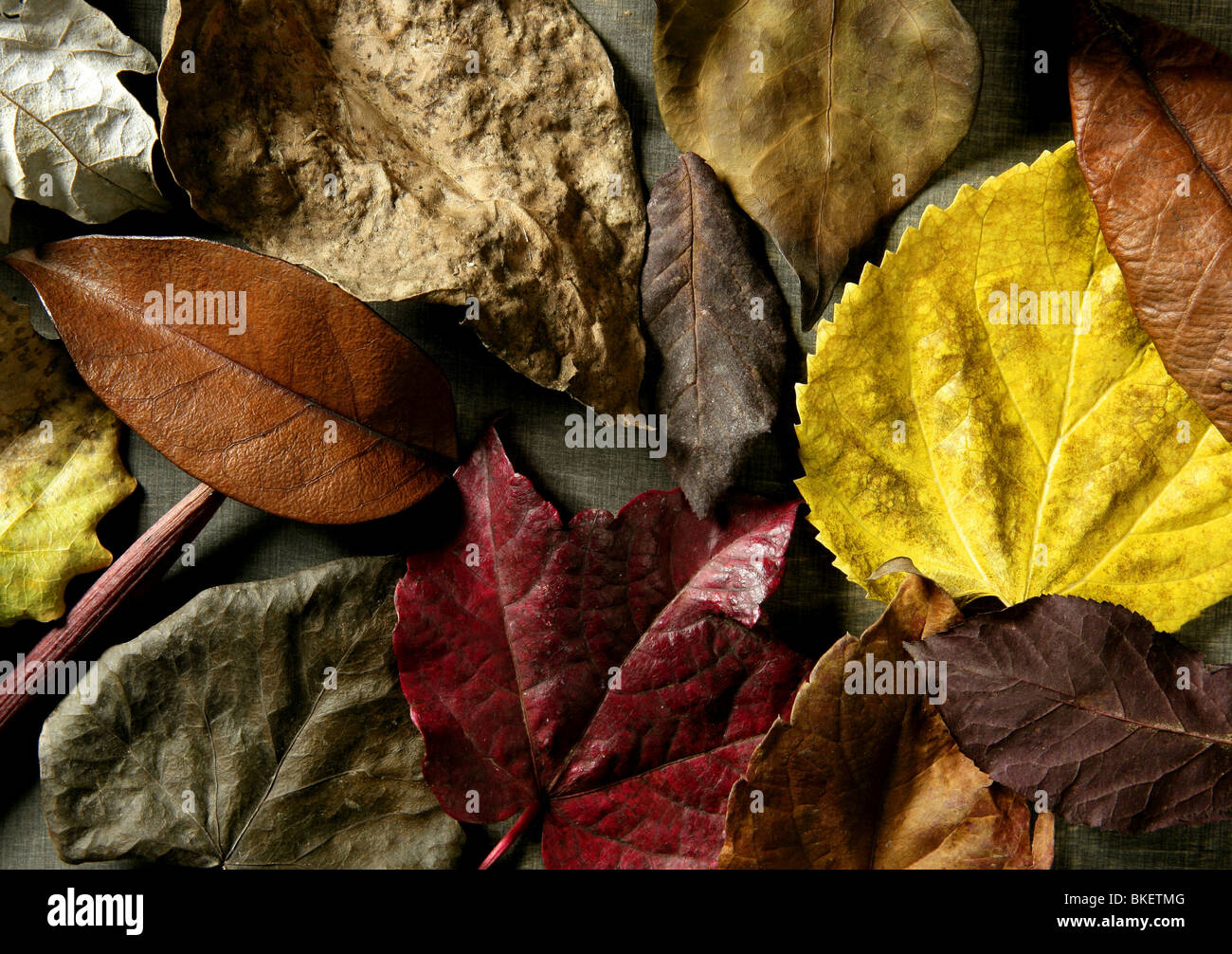 Still of autumn leaves, dark wood background, fall classic images Stock ...