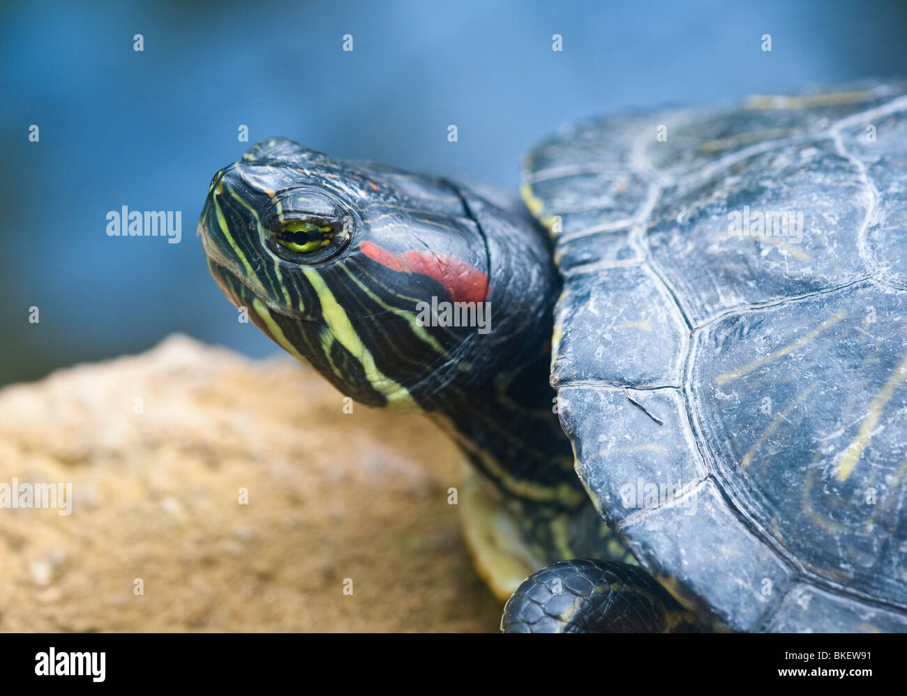 Red-eared Shell Terrapin (Trachemys scripta elegans Stock Photo - Alamy