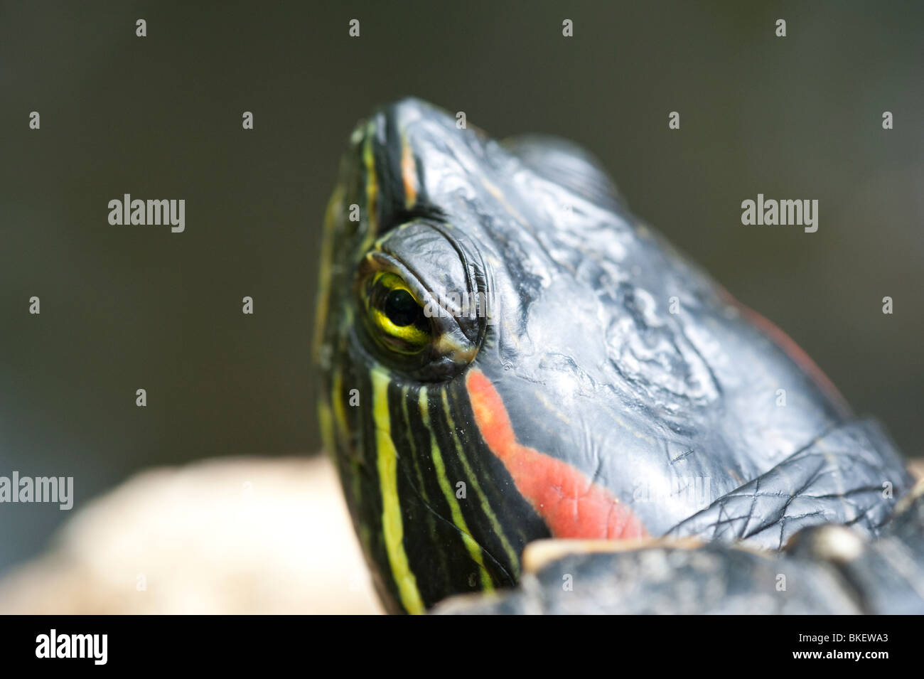 Red-eared Shell Terrapin (Trachemys scripta elegans Stock Photo - Alamy