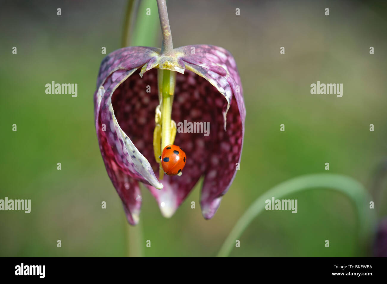 Ladybird and flower hi-res stock photography and images - Alamy