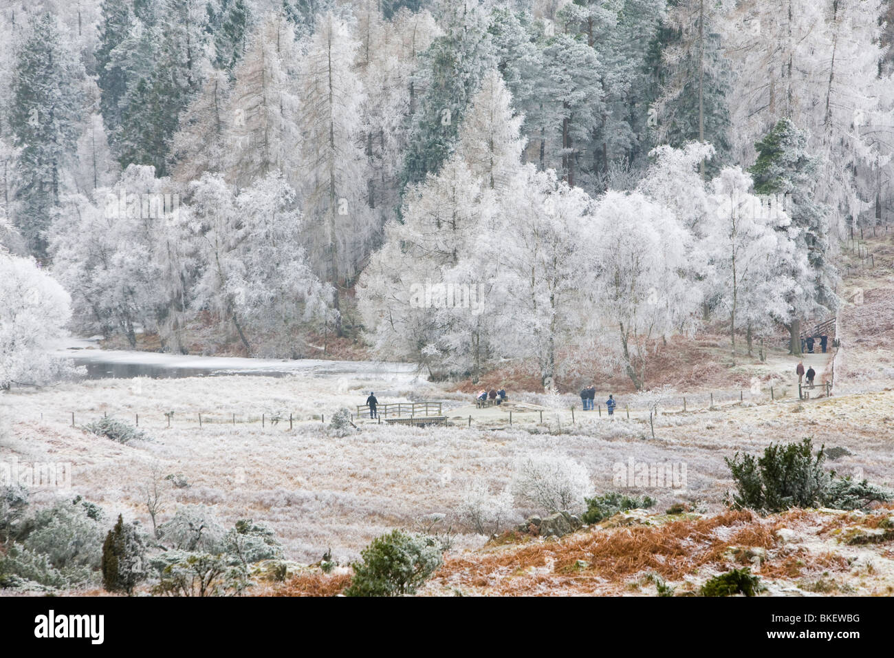 Hoare frost on vegetation near Tarn Hows in the Lake District Cumbria ...