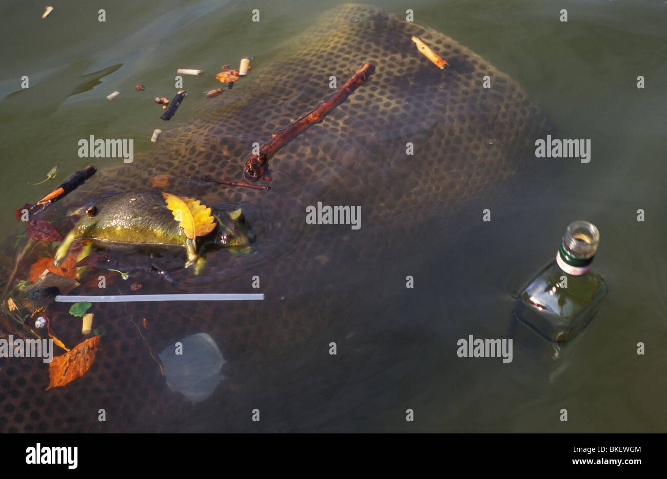 Bloated rodent hi-res stock photography and images - Alamy