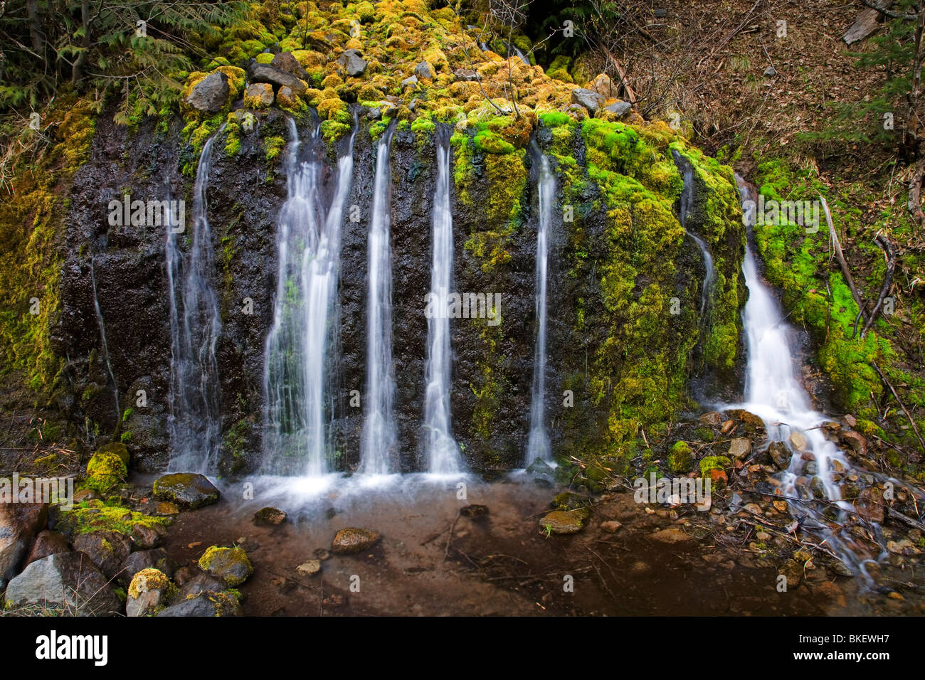 A small pretty waterfall from a moss covered slope in the Cascade ...