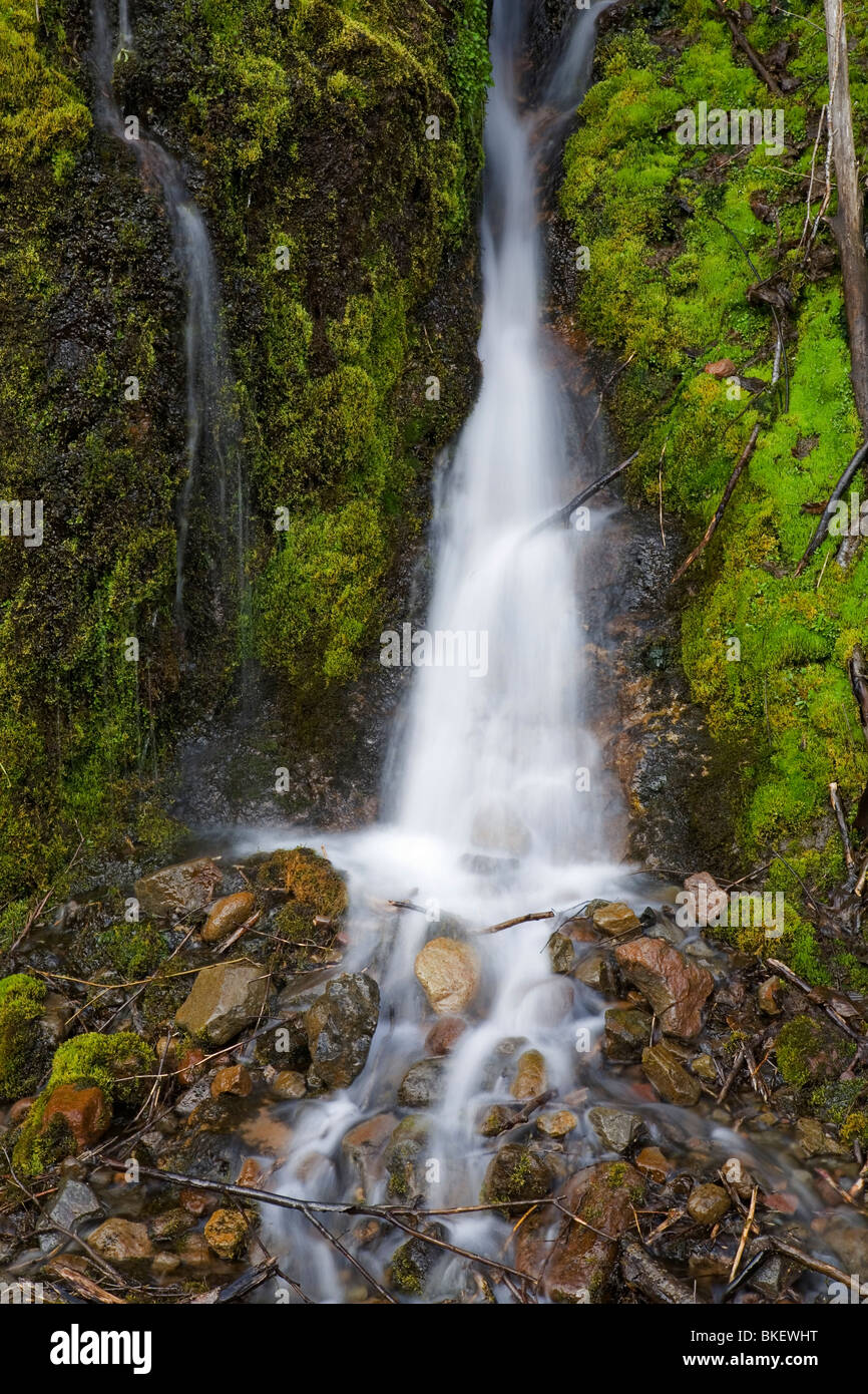 A small waterfall from a moss covered slope in the Oregon Cascade ...