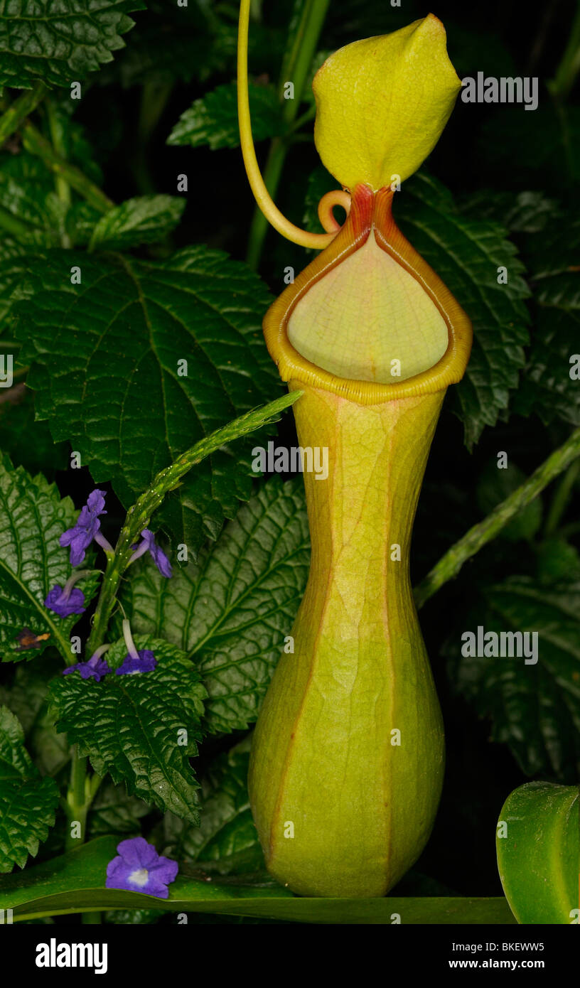 Young Pitcher Plant Nepenthes carnivorous tropical plant with Purple ...