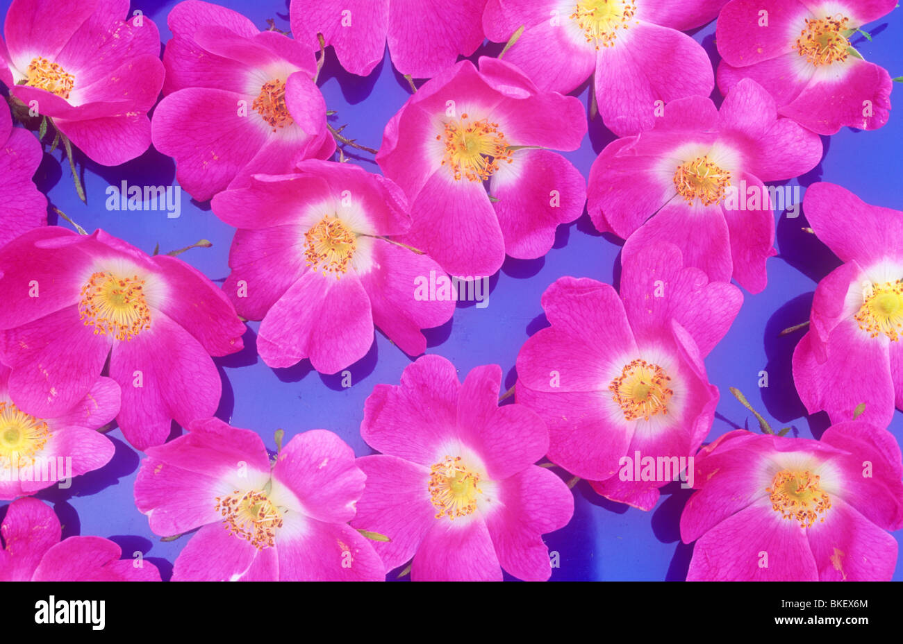 Wild dog rose flowers Stock Photo - Alamy