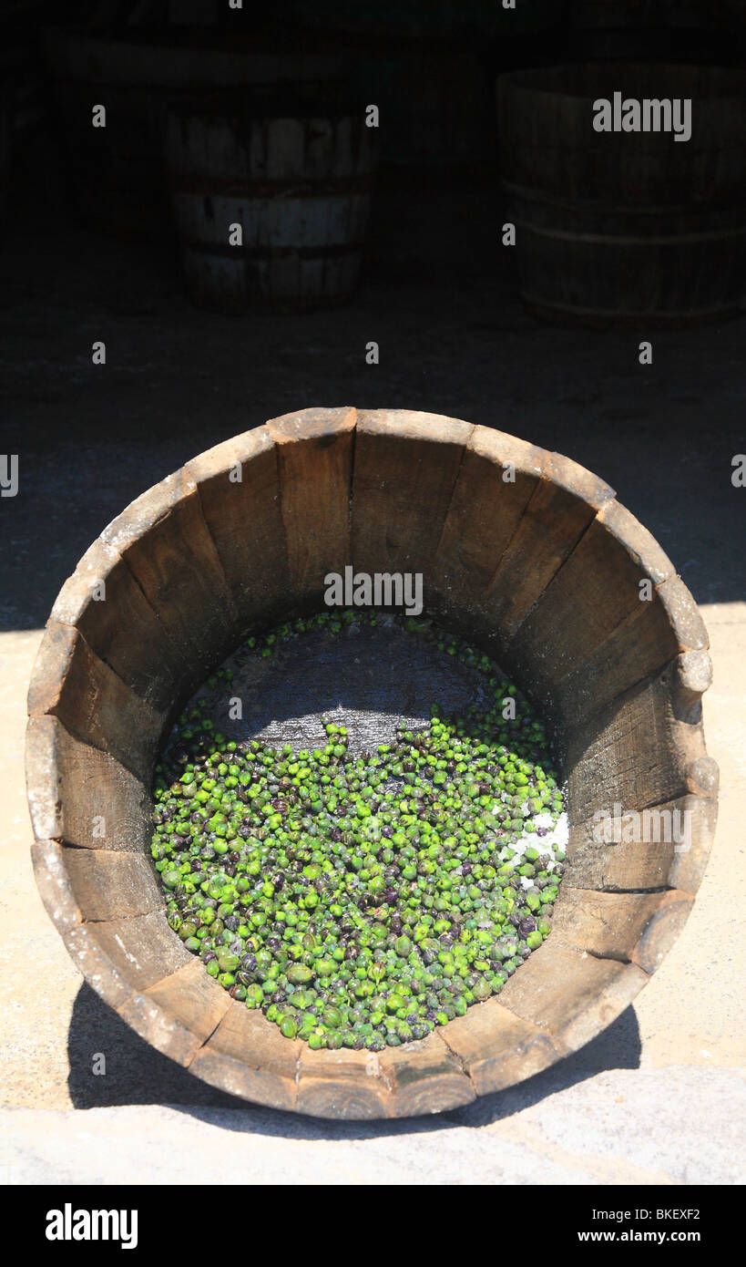 Freshly picked capers Stock Photo - Alamy