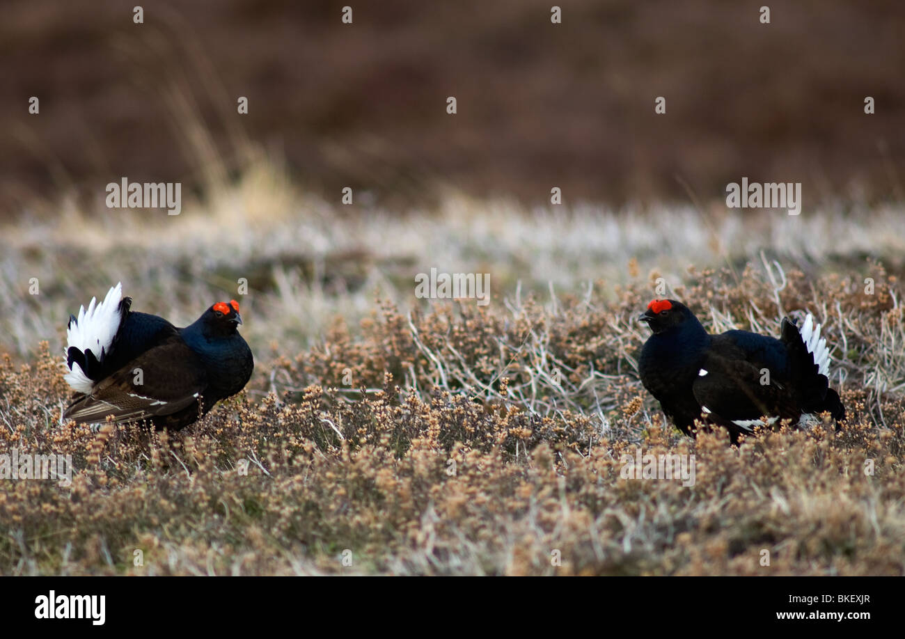 A pair of Black Grouse at a traditional Lek sit in the Scottish ...