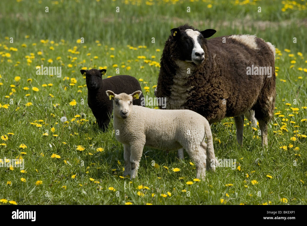 Farm animals in field hi-res stock photography and images - Alamy