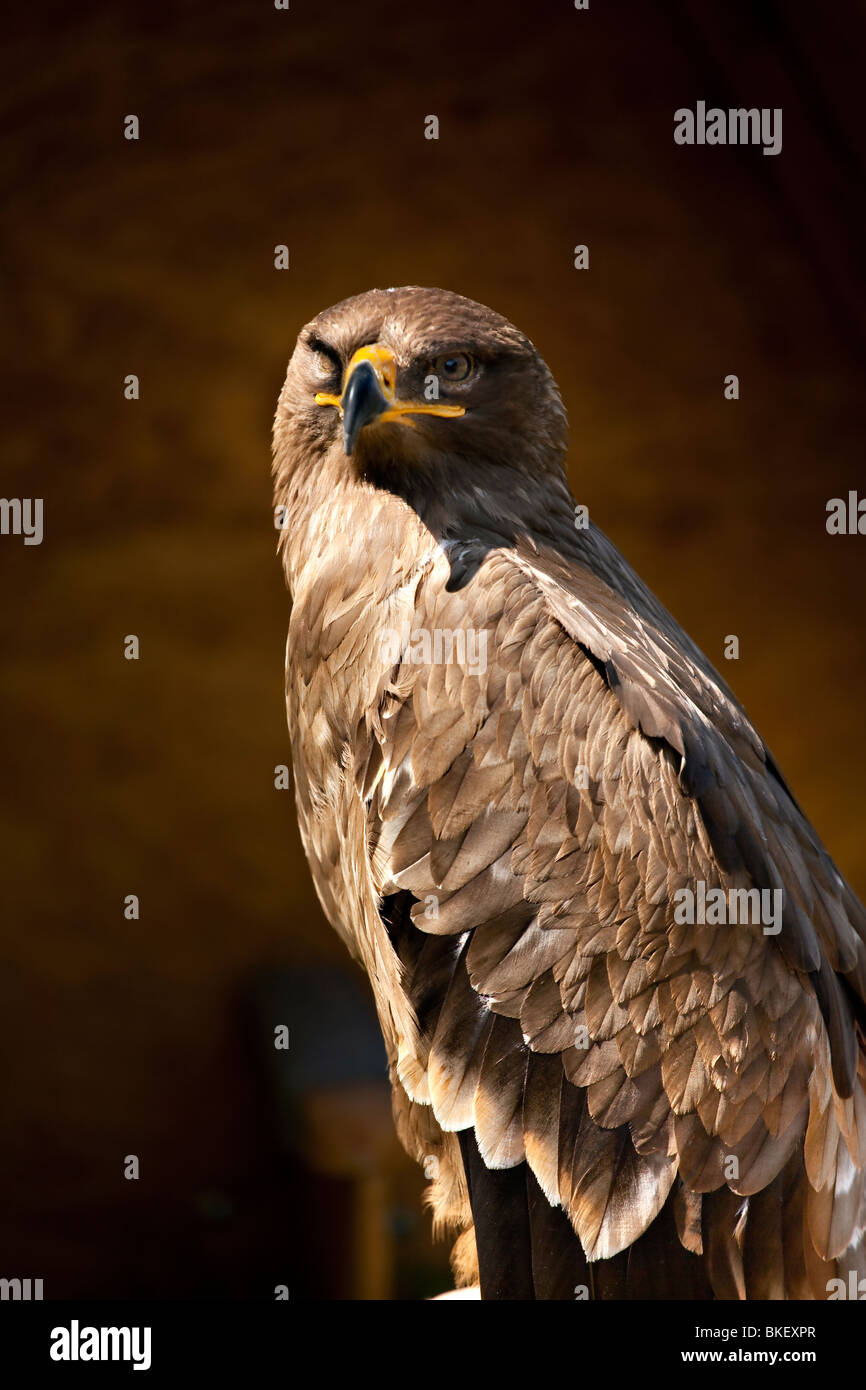 Dangerous eagle standing and hunting Stock Photo - Alamy