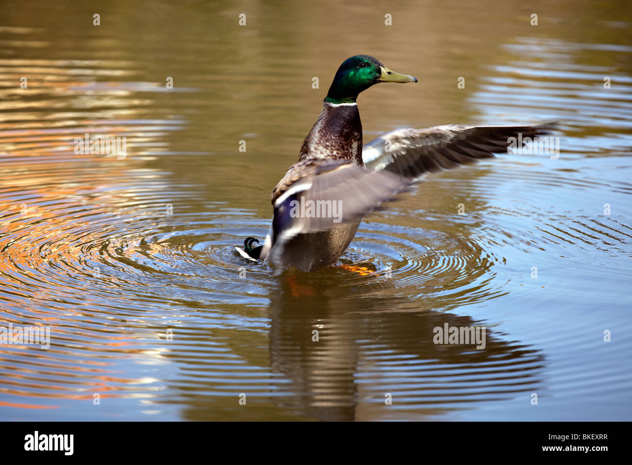 Beautiful man duck on water Stock Photo - Alamy
