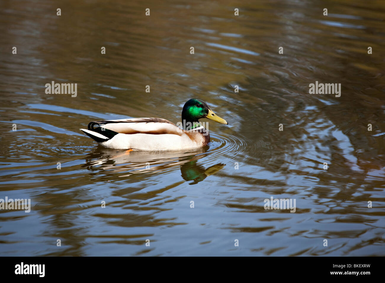 Beautiful man duck on water Stock Photo - Alamy