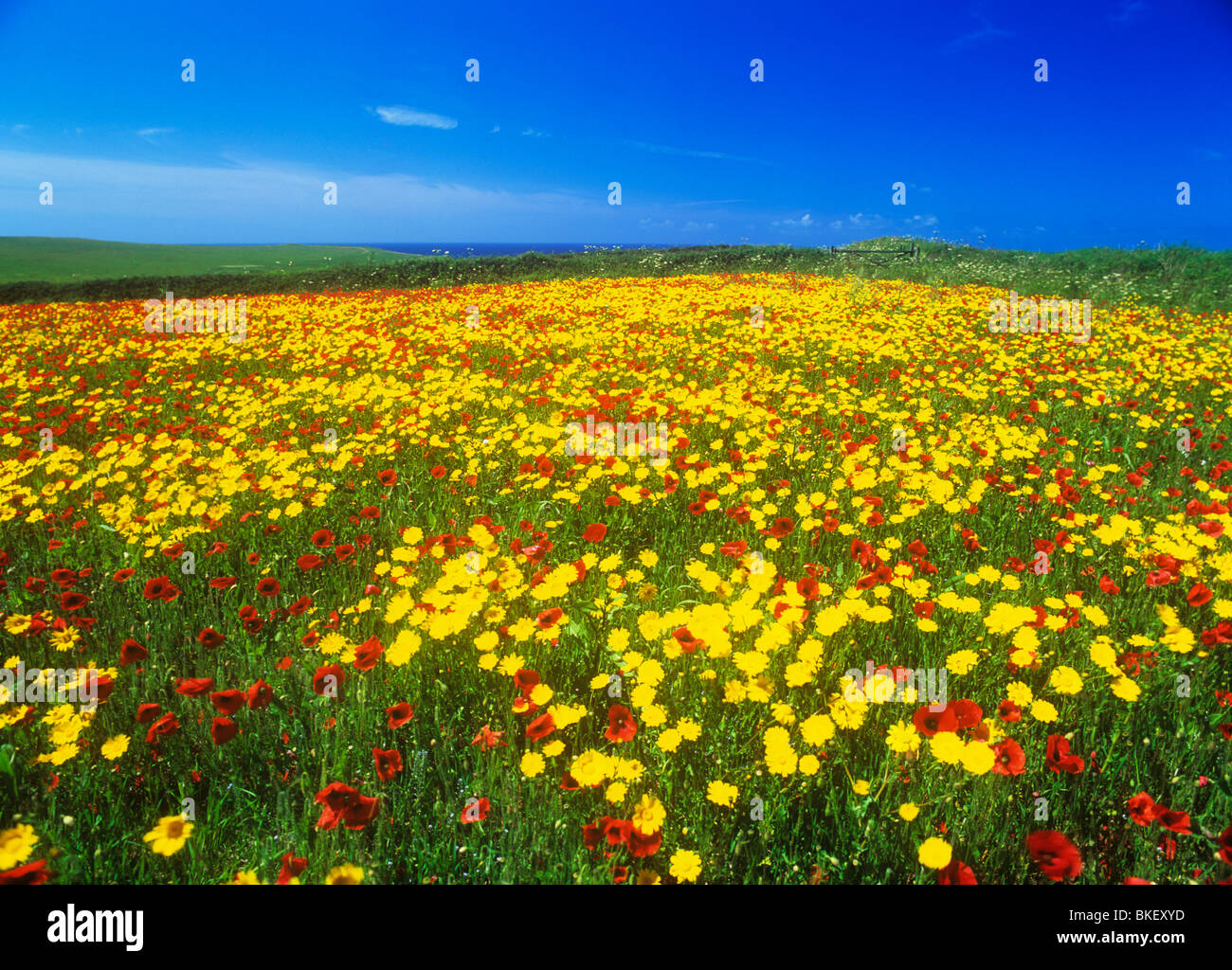Wildflowers growing in a set aside field on the Cornish coast, UK Stock ...