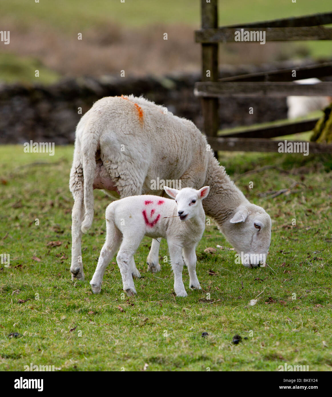 smiley face on lamb In Cumbria Stock Photo - Alamy