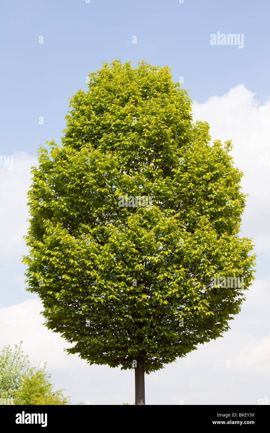 A tree shaped like a lollipop in Leicester, UK Stock Photo - Alamy