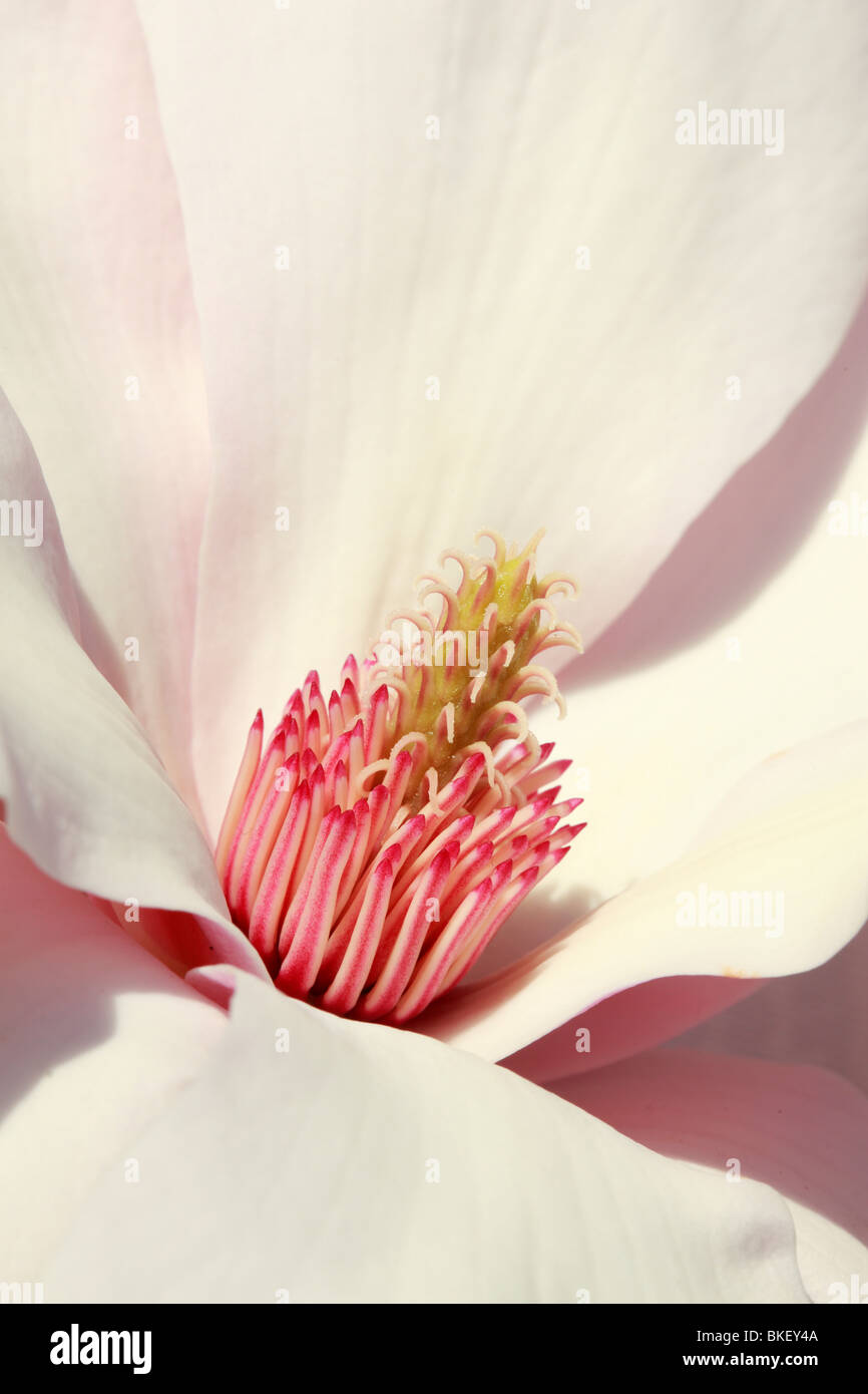 Center of a Magnolia Flower, Magnolia Soulangiana Stock Photo - Alamy