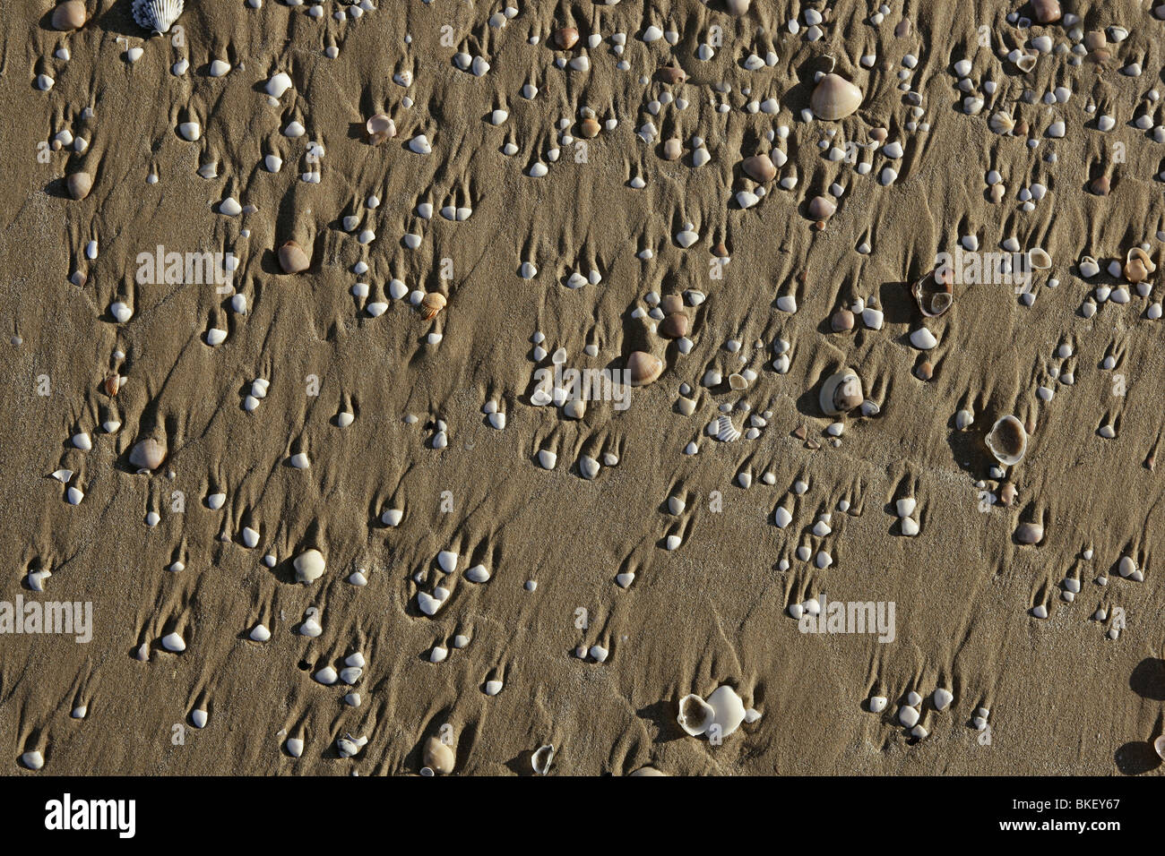 Wave clam texture hi-res stock photography and images - Alamy