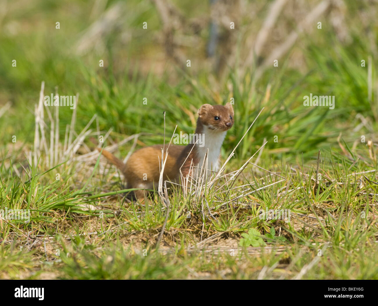 Stoat Mustela ermina Frampton Marshes Lincolnshire UK Wild Stock Photo ...