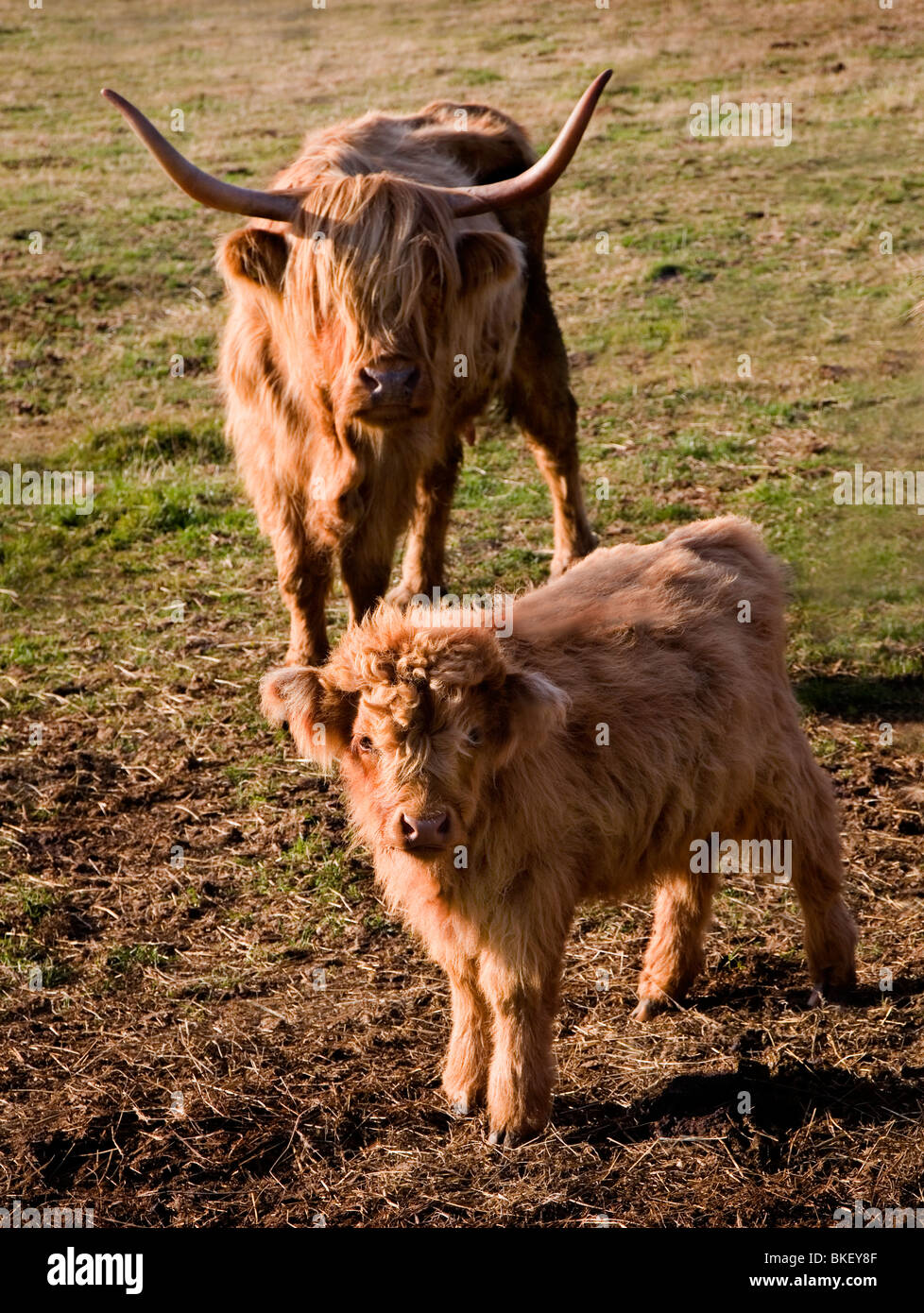 Highland cows hi-res stock photography and images - Alamy